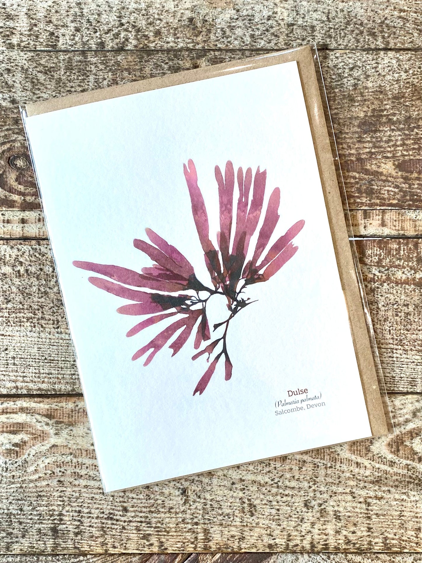 Black Sea Oak (Salcombe) Seaweed Greeting Card – The Devon Seaweed Company