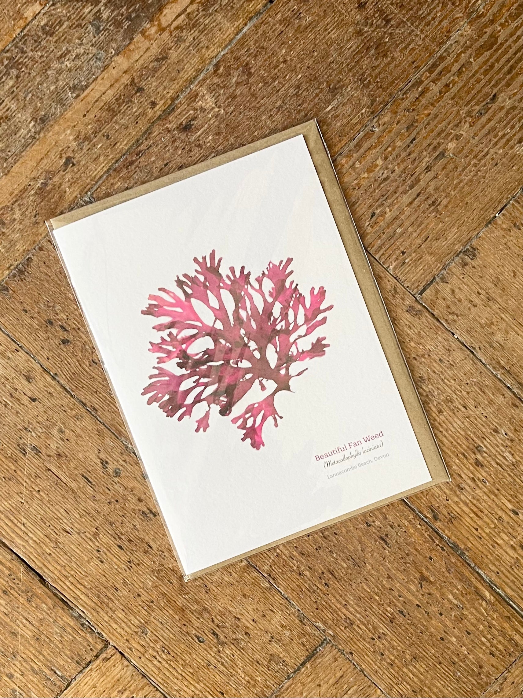 Fan weed (Lannacombe) Seaweed Greeting Card – The Devon Seaweed Company